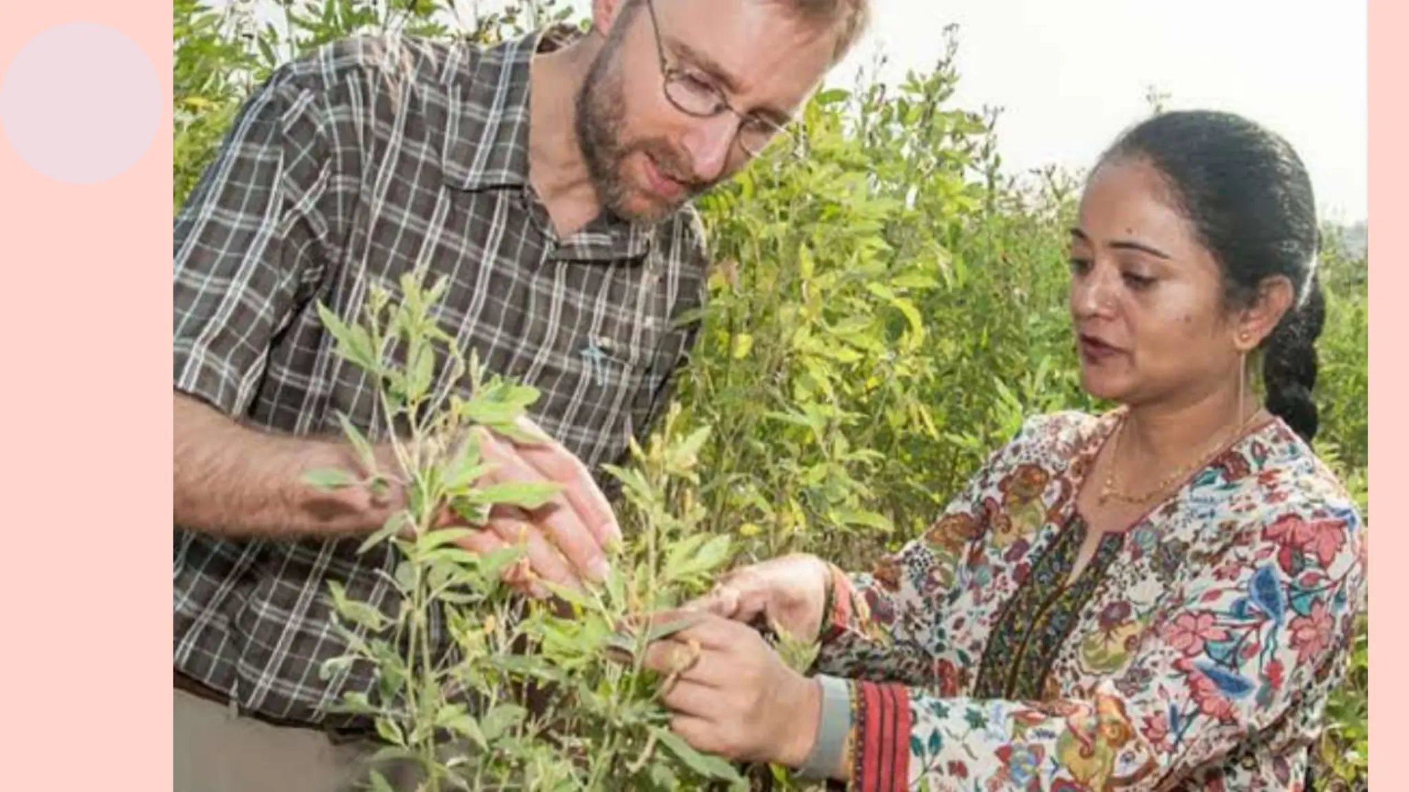 Integrated Pest and disease management | PPTX