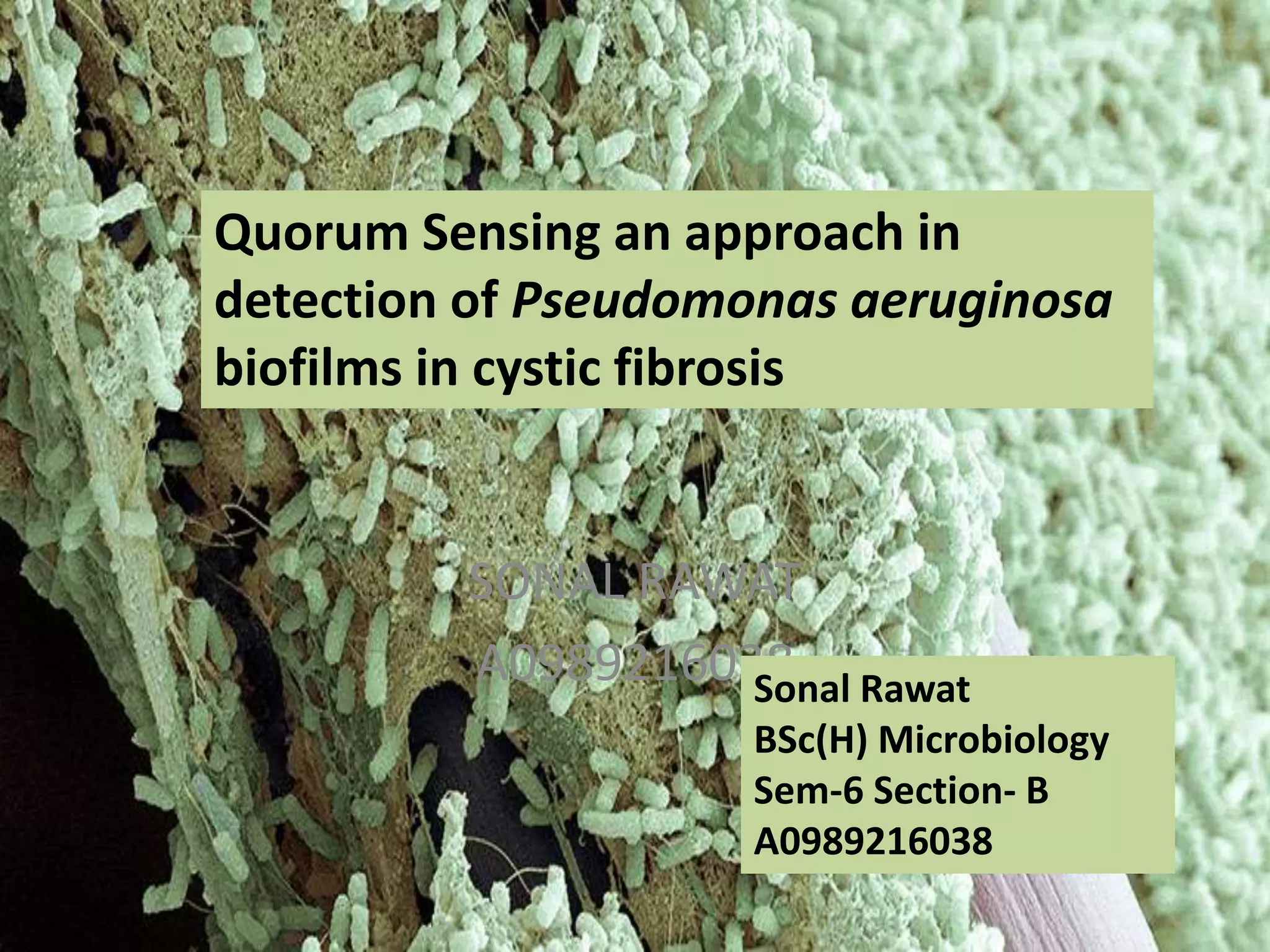 Quorum Sensing in detection of Pseudomonas aeuroginosa biofilms in ...