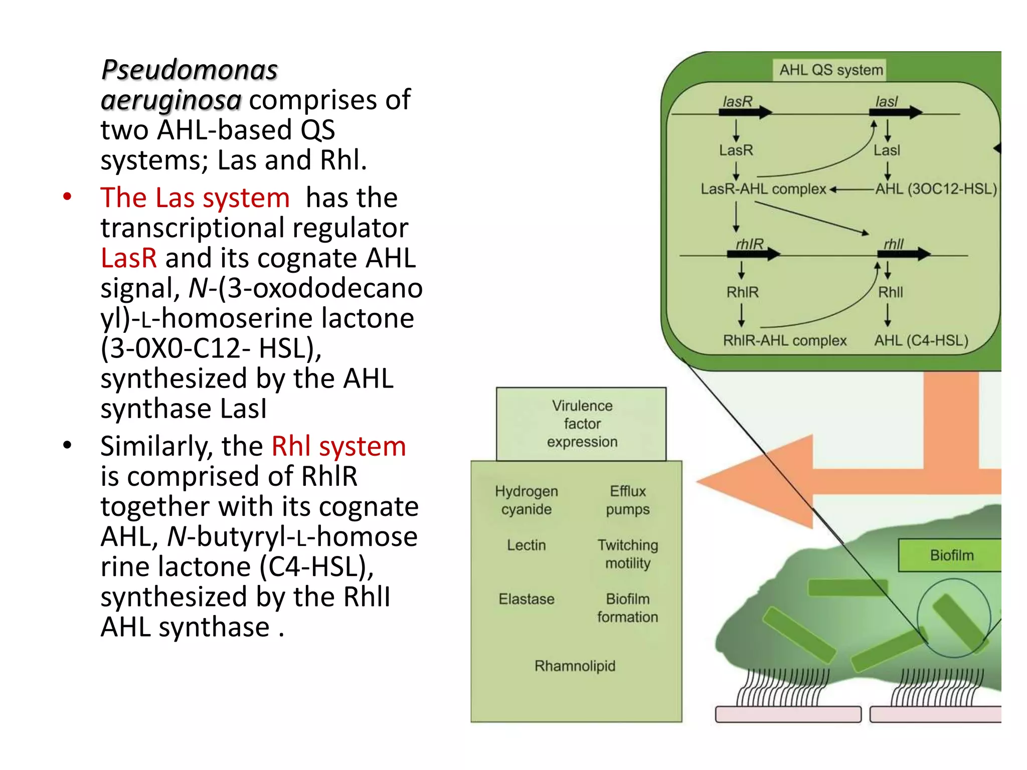 Quorum Sensing in detection of Pseudomonas aeuroginosa biofilms in ...