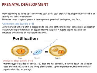 PSYCHOLOGY- Stages of development | PPTX | Infertility | Reproductive ...