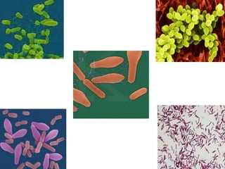 microbes | PPT