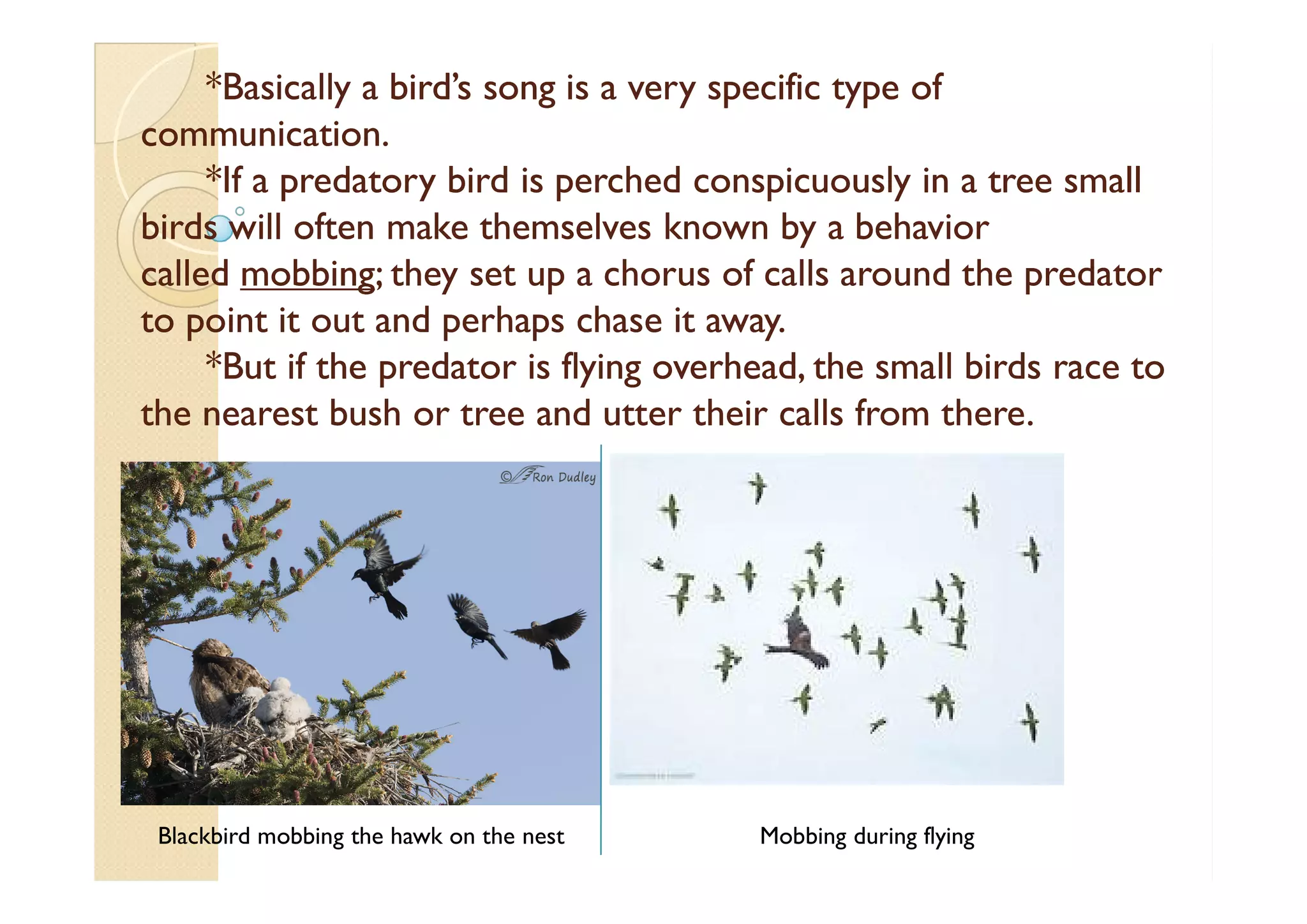 Songs and calls of birds pdf | PDF