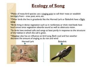 Songs and calls of birds pdf | PDF