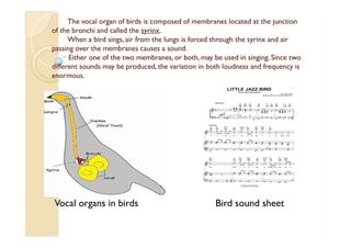Songs and calls of birds pdf | PDF