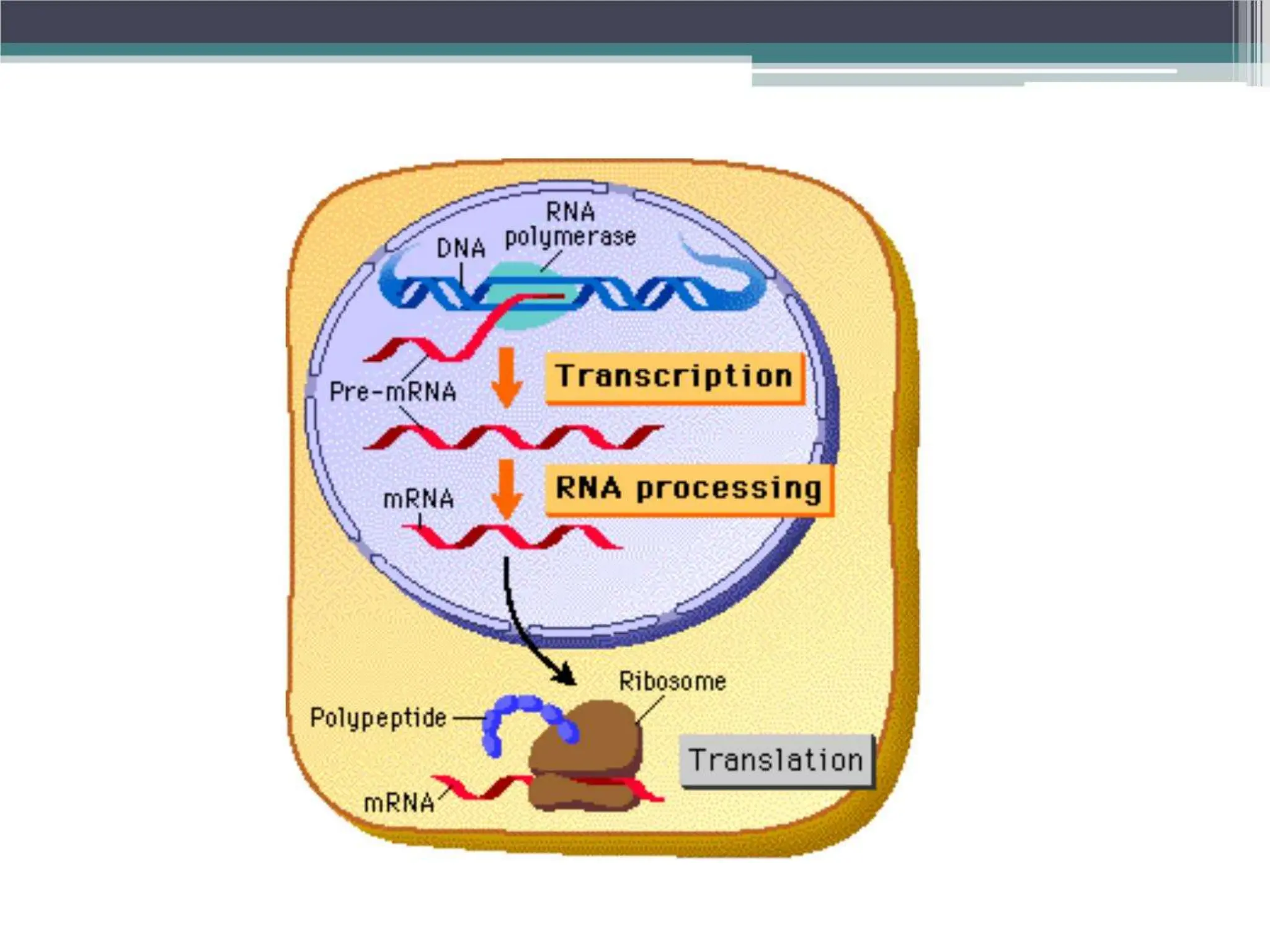 sonia-150921033640-lva1-app6892.ppt translation in prokaryotes | PPT