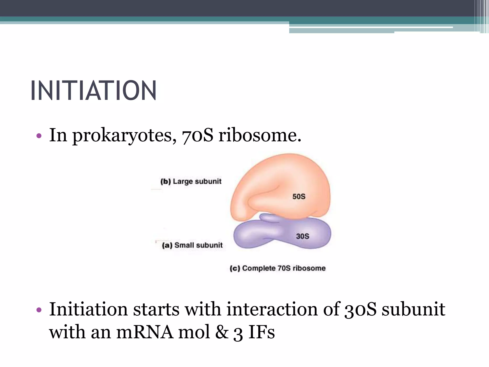 Translation in Prokaryotes | PPTX