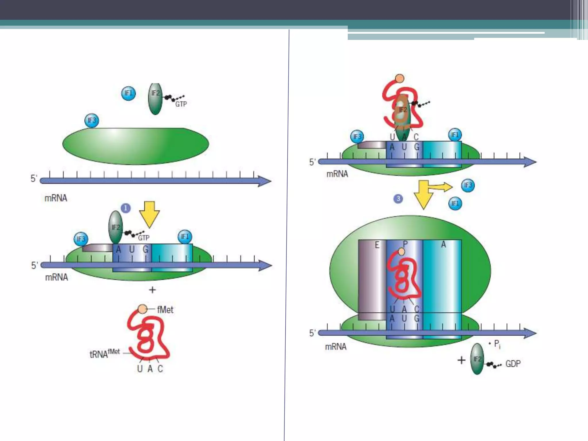 Translation in Prokaryotes | PPTX