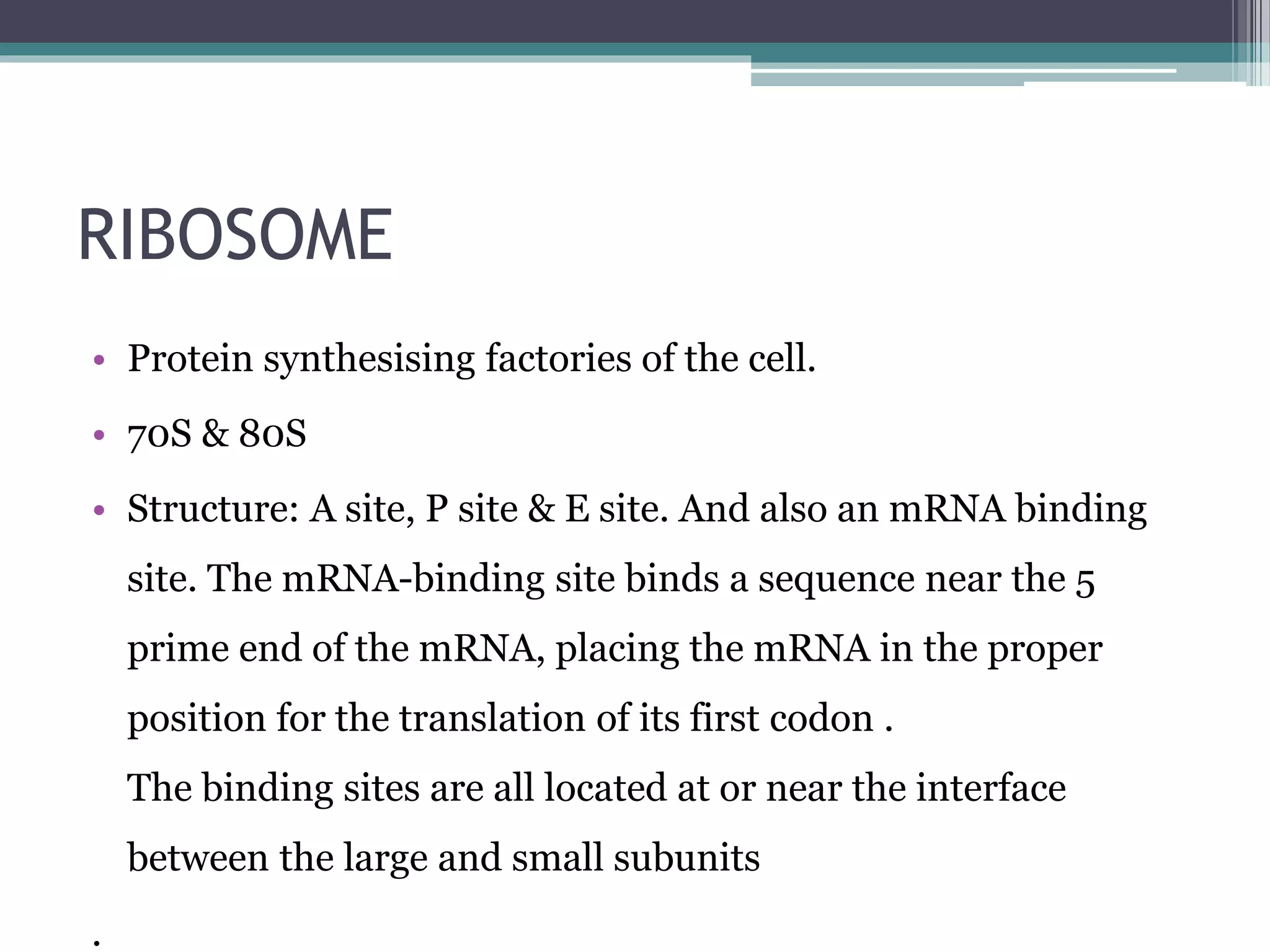 Translation in Prokaryotes | PPTX