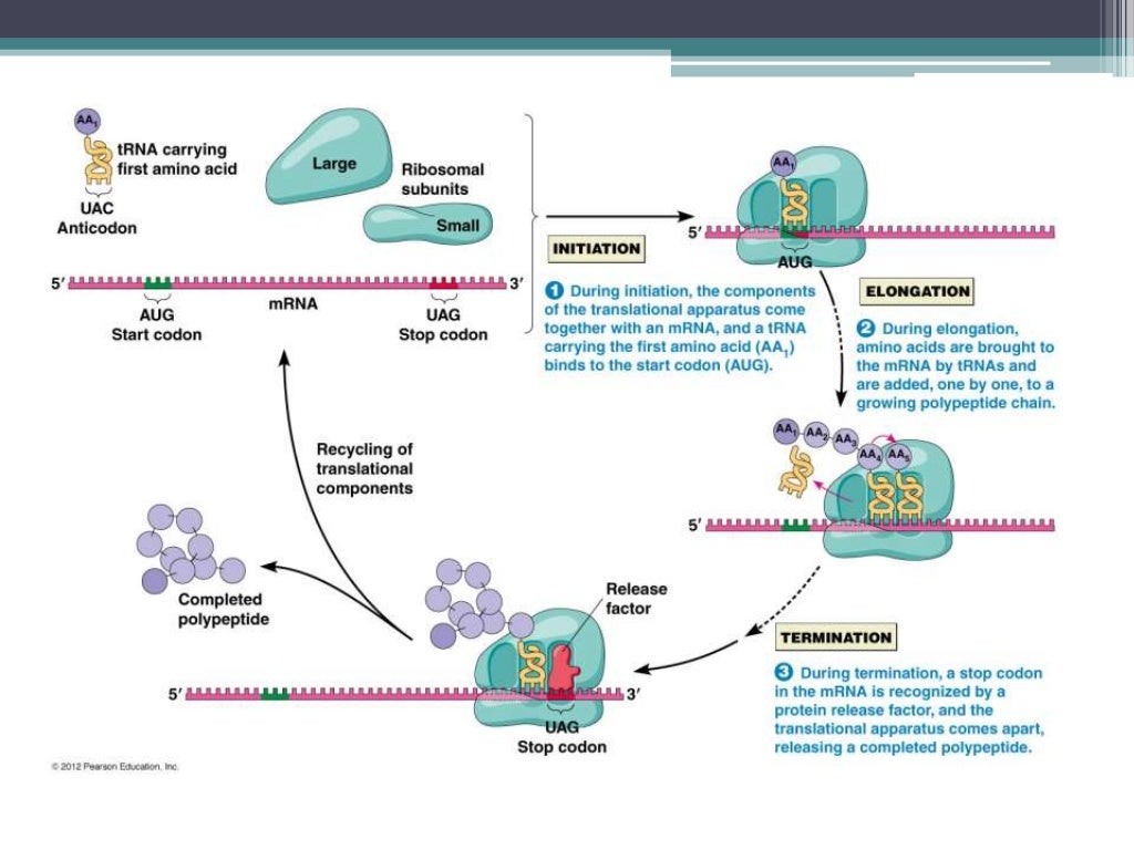 Translation in Prokaryotes