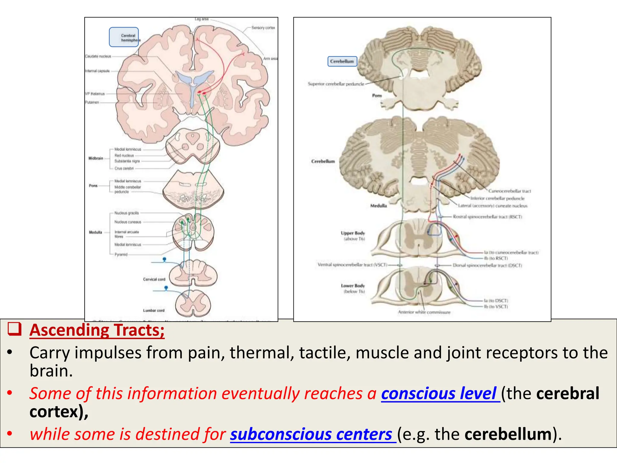 Neuroanatomy Ascending Spinal Tracts.ppt
