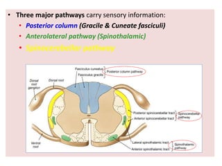 Neuroanatomy Ascending Spinal Tracts.ppt