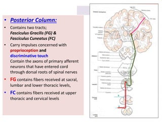 Neuroanatomy Ascending Spinal Tracts.ppt