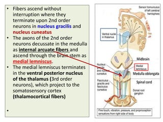 Neuroanatomy Ascending Spinal Tracts.ppt