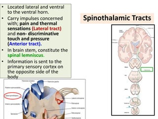 Neuroanatomy Ascending Spinal Tracts.ppt