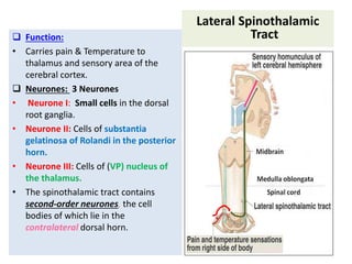Neuroanatomy Ascending Spinal Tracts.ppt