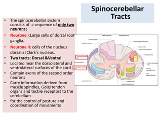 Neuroanatomy Ascending Spinal Tracts.ppt