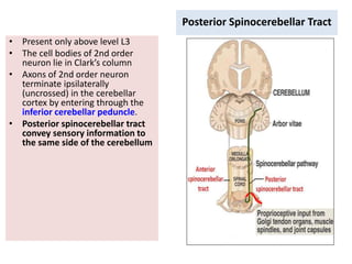 Neuroanatomy Ascending Spinal Tracts.ppt