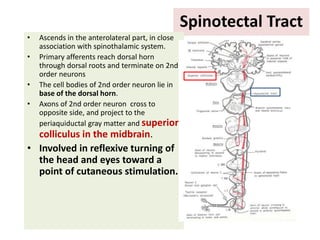 Neuroanatomy Ascending Spinal Tracts.ppt