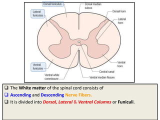 Neuroanatomy Ascending Spinal Tracts.ppt