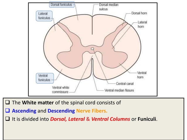 Neuroanatomy Ascending Spinal Tracts.ppt | Death, Injury, or Military Conflict | Sensitive Topics