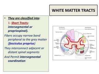 Neuroanatomy Ascending Spinal Tracts.ppt