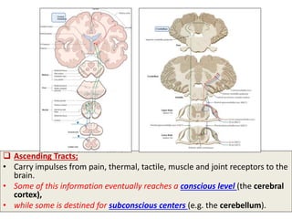 Neuroanatomy Ascending Spinal Tracts.ppt