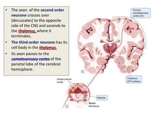 Neuroanatomy Ascending Spinal Tracts.ppt