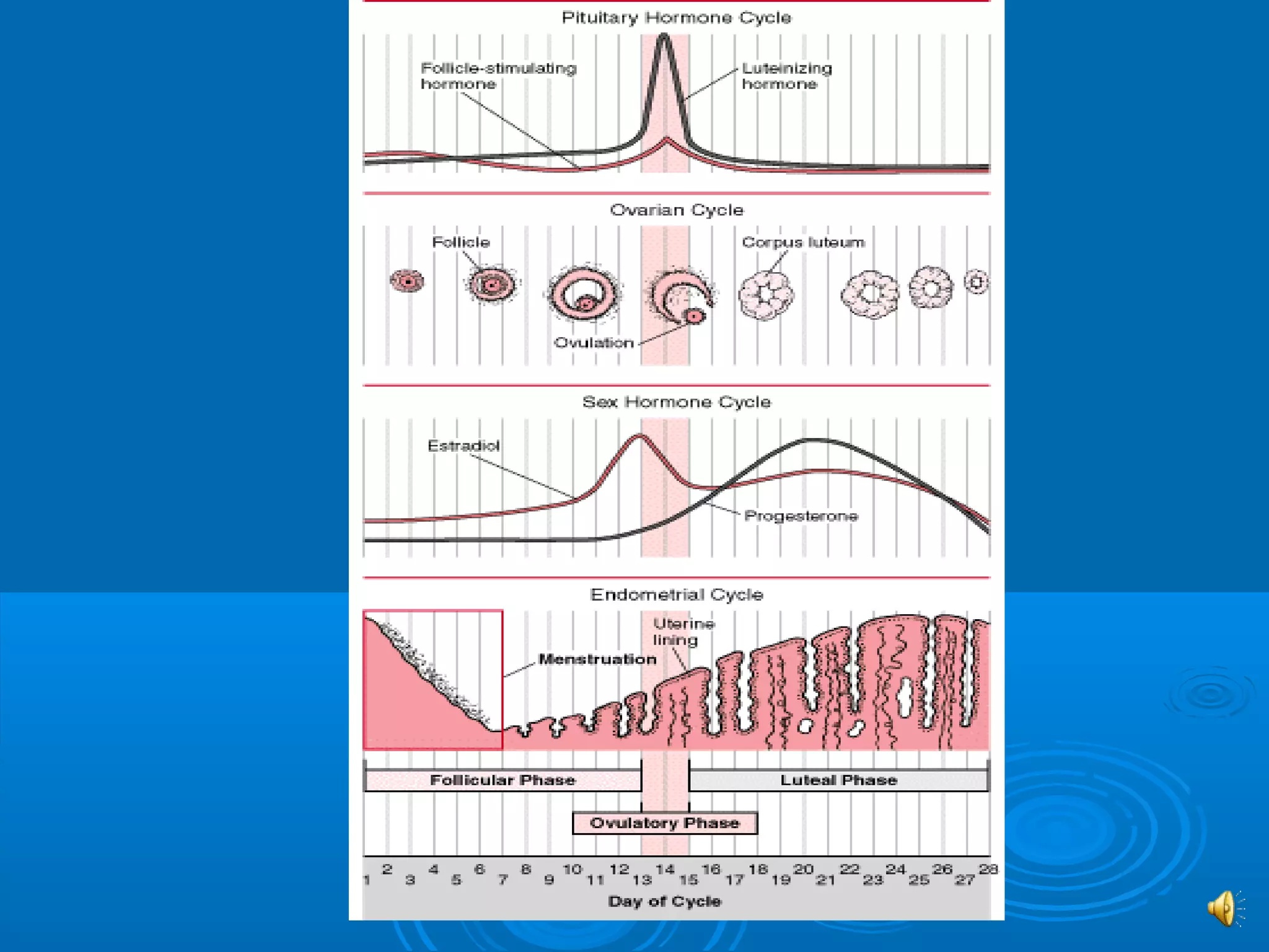 Sono 202 normal gyn anatomy | PPT