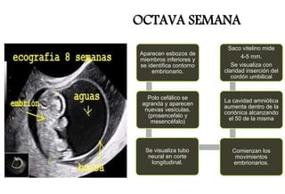 SONO EMBRIOLOGIA ECOGRAFIA OBSTETRICA | PPTX