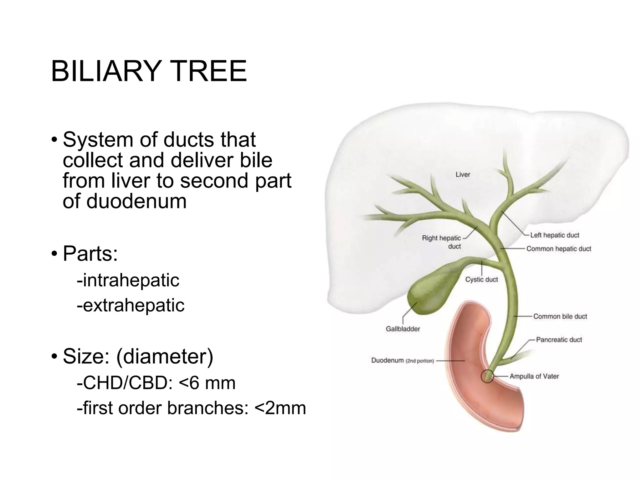 Sonographic anatomy of abdomen and pelvic organ | PPTX