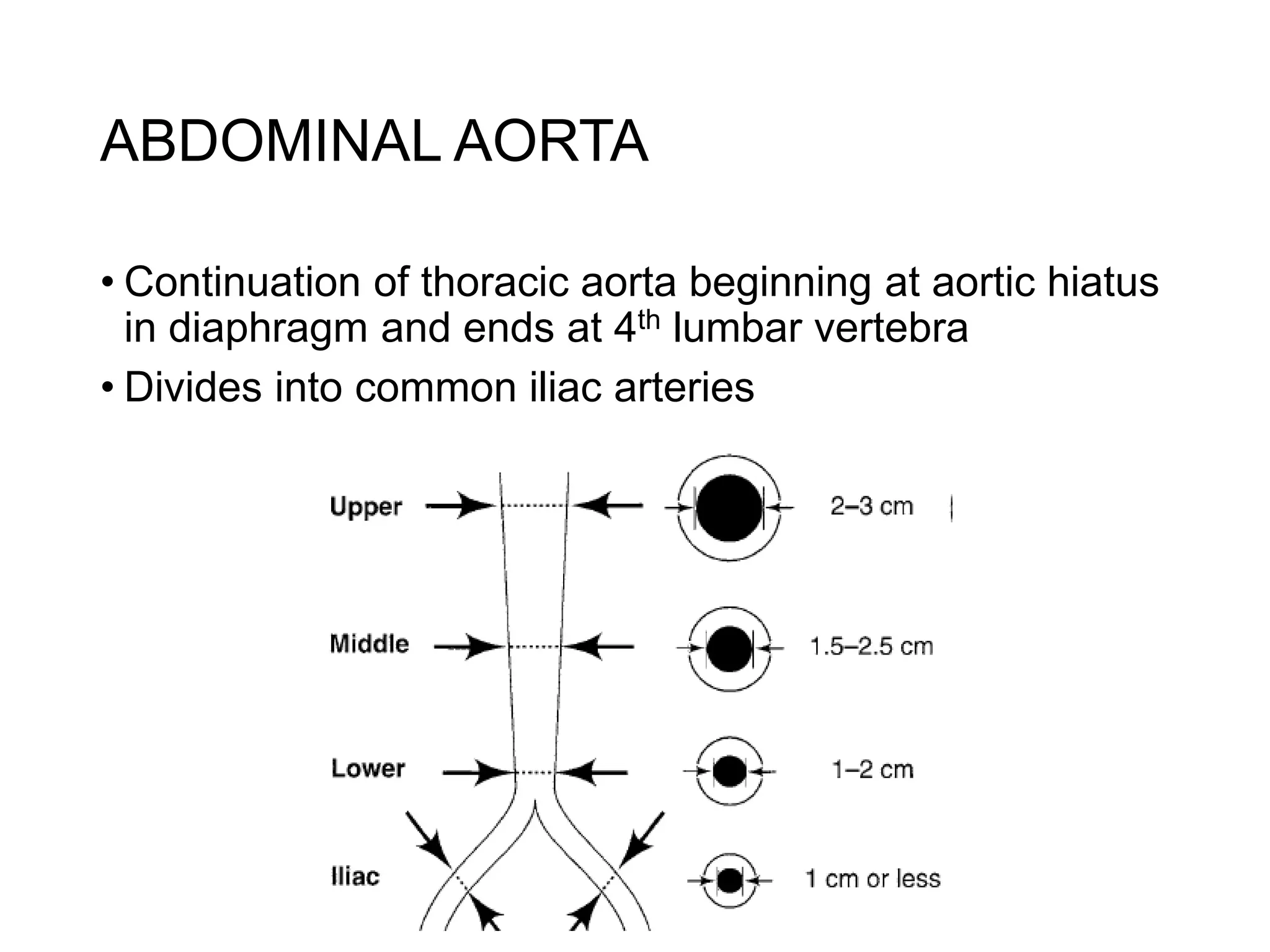 Sonographic anatomy of abdomen and pelvic organ | PPTX
