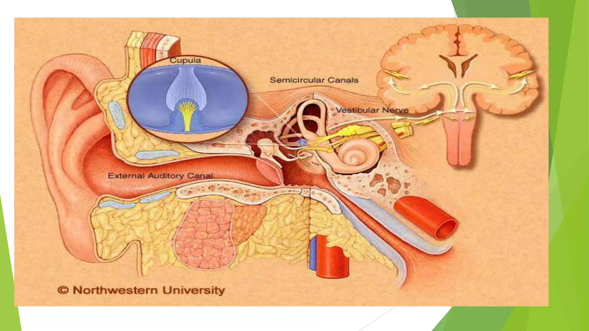 Сонор тэнцвэрийн эрхтэн ( Sonor tencweriin erhten ) | PPTX