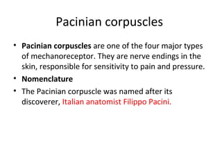 Sonsory receptors | PPT
