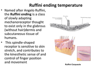 Ruffini Ending
