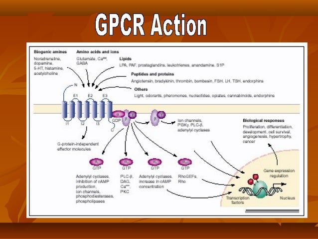 GPCR