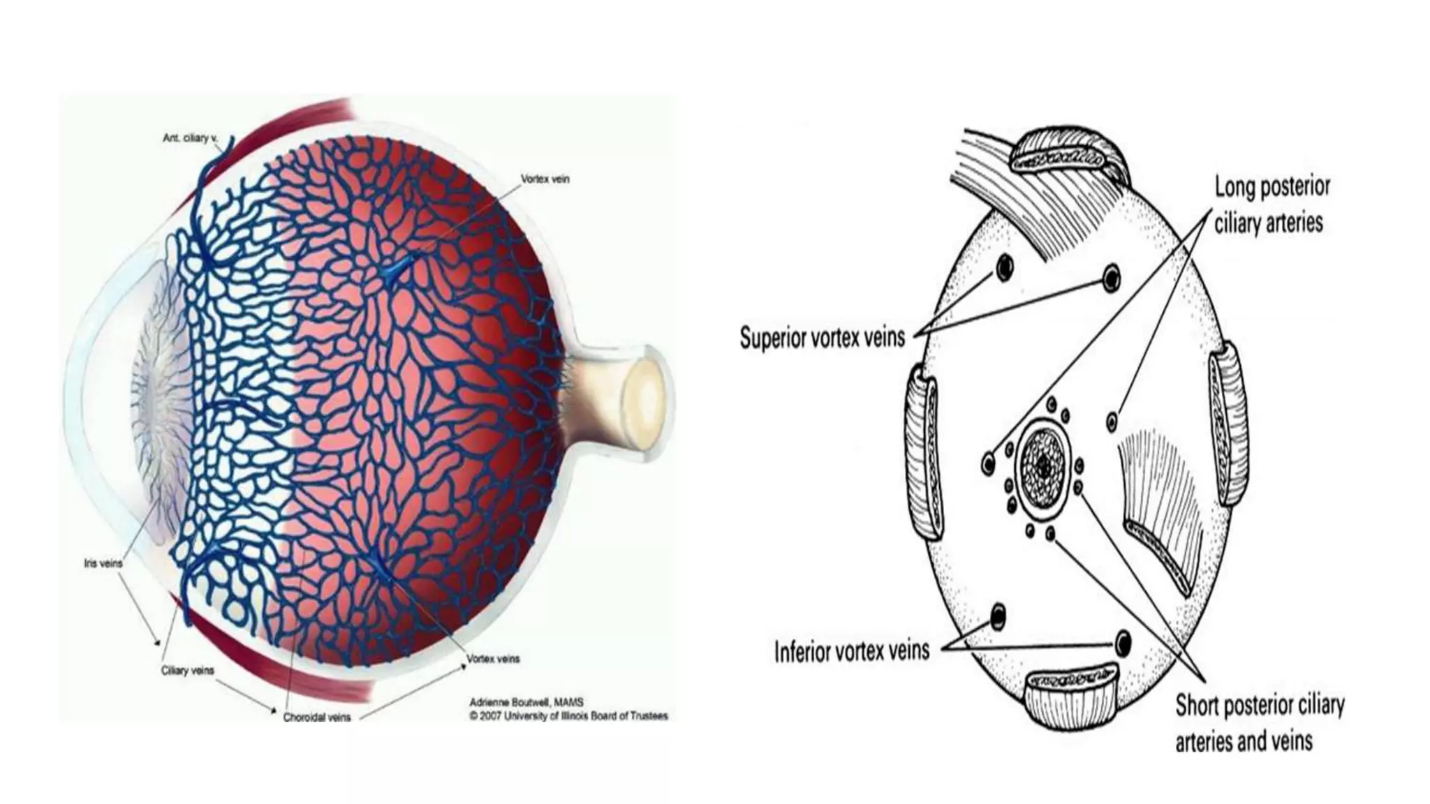 ocular blood supply | PPTX