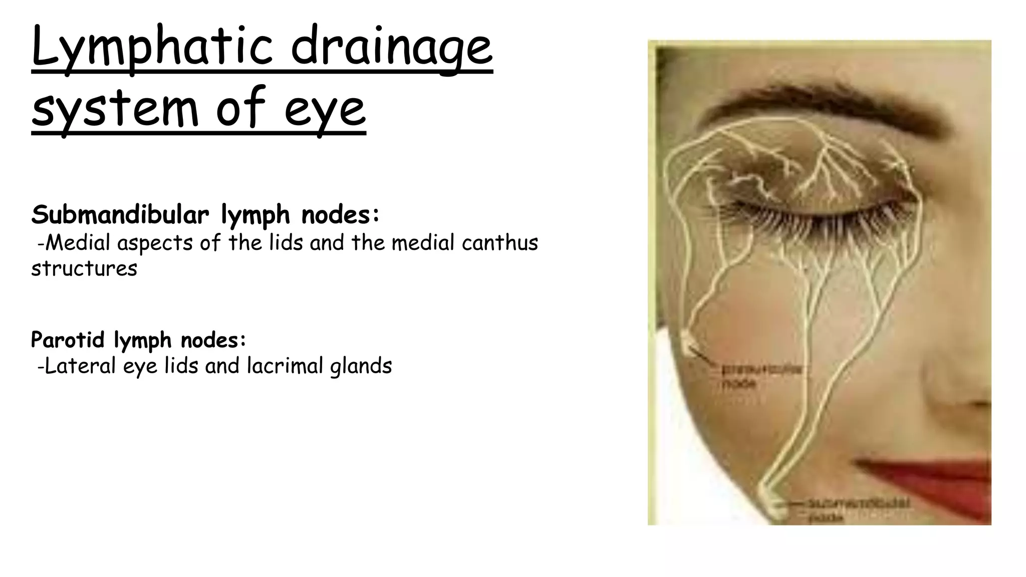 ocular blood supply | PPTX