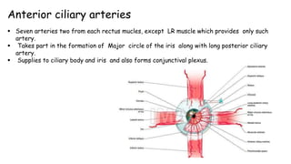 ocular blood supply | PPT