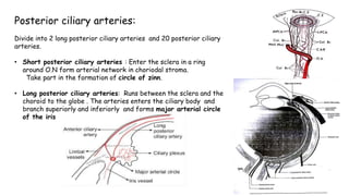 ocular blood supply | PPT
