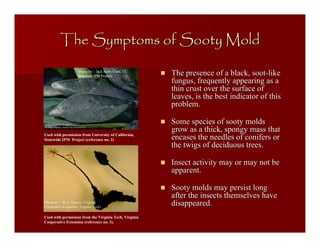 sootymold.pdf