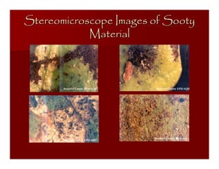 sootymold.pdf