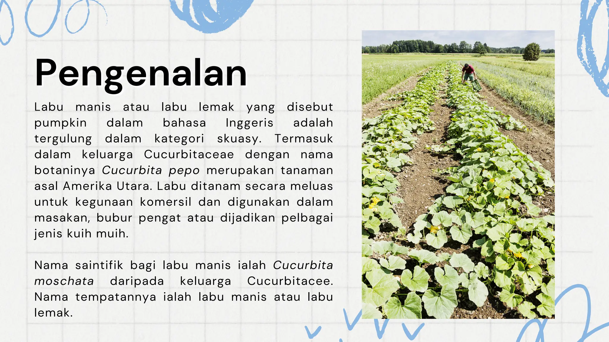 sop-penanaman-labu-manis-sop-penanaman-labu-manis | PDF