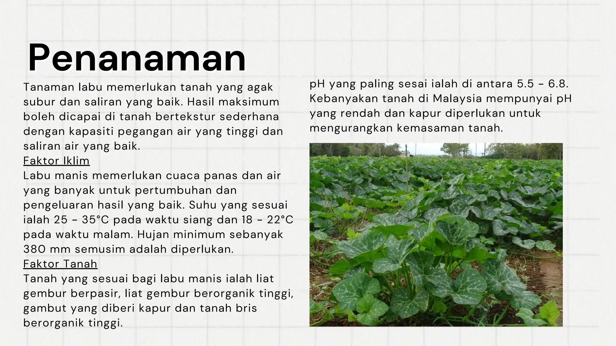 sop-penanaman-labu-manis-sop-penanaman-labu-manis | PDF