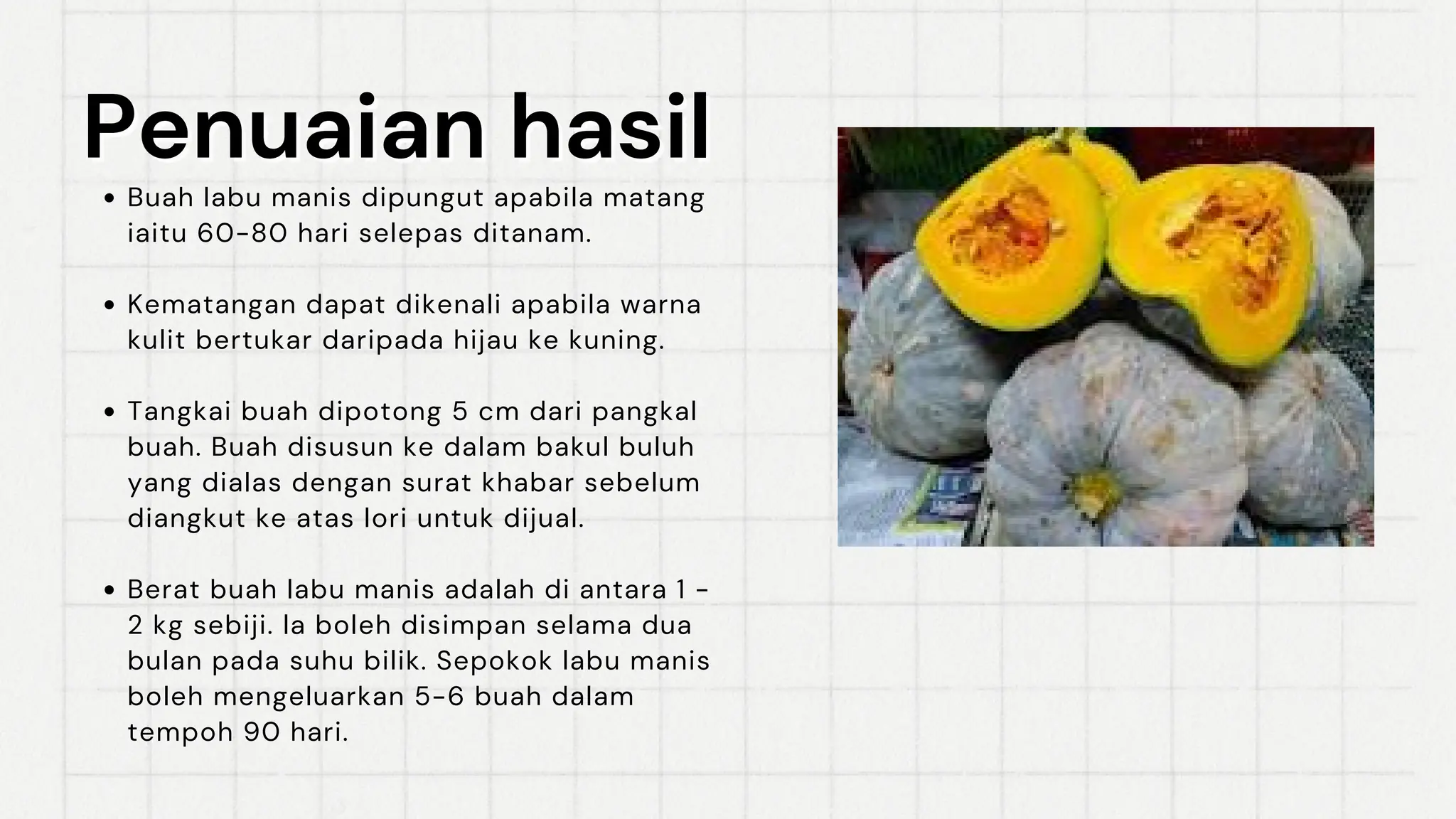 sop-penanaman-labu-manis-sop-penanaman-labu-manis | PDF
