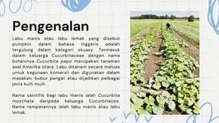 sop-penanaman-labu-manis-sop-penanaman-labu-manis | PDF