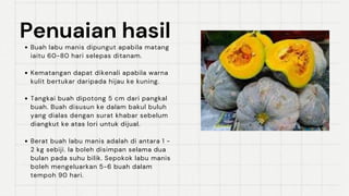 sop-penanaman-labu-manis-sop-penanaman-labu-manis | PDF