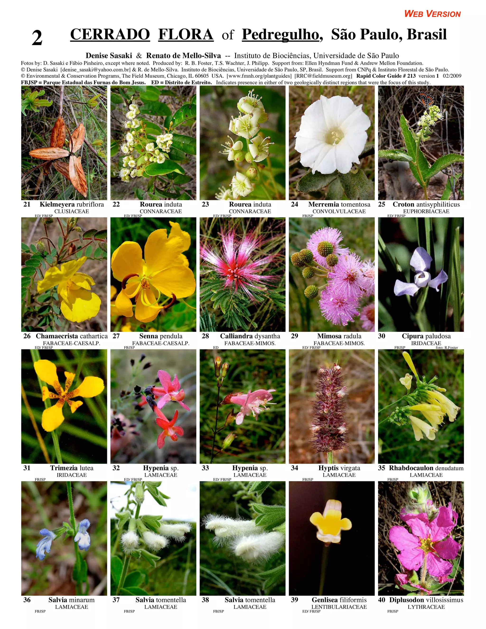 São paulo - pedregulho- cerrado flora | PDF