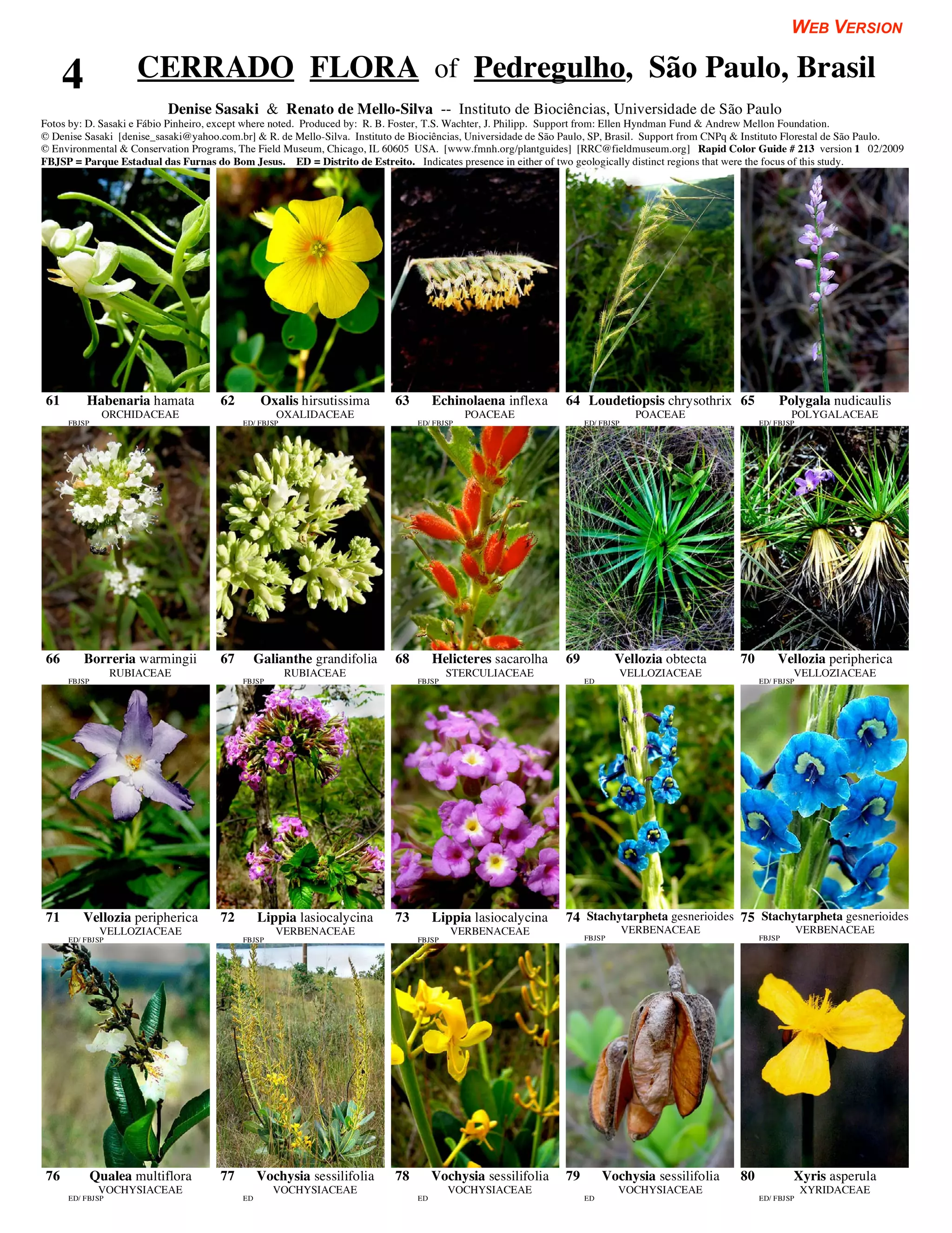São paulo - pedregulho- cerrado flora | PDF