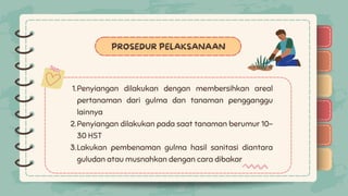 SOP Budidaya Sayur-Thalitha Sabrina.pdf