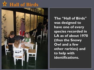 LSU MNS Birds | PPT